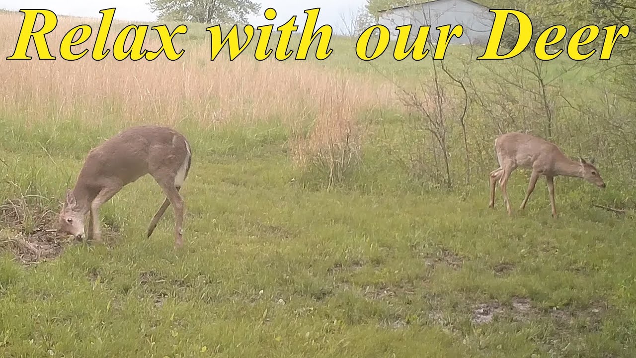 Relax With Our Deer #348 - YouTube