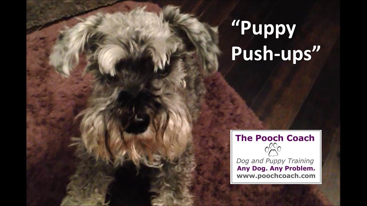 Puppy Push-ups - Teaching your dog to sit from a down position - YouTube
