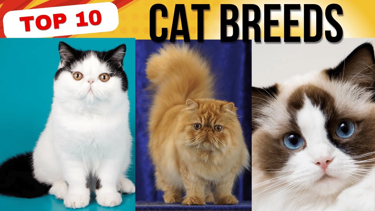 Top Ten Cat Breeds - YouTube