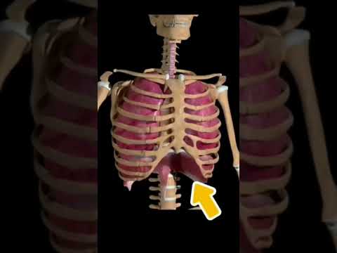 Hichki kyu aati hai🤔😳#facts #animation #trendingshorts #viralshorts #shorts#hiccups #saikideewani❤️✨