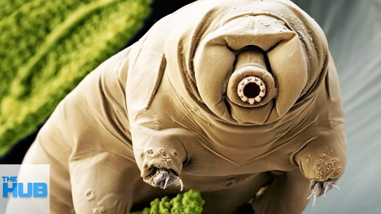 These Indestructible Animals Could Survive The Apocalypse - YouTube