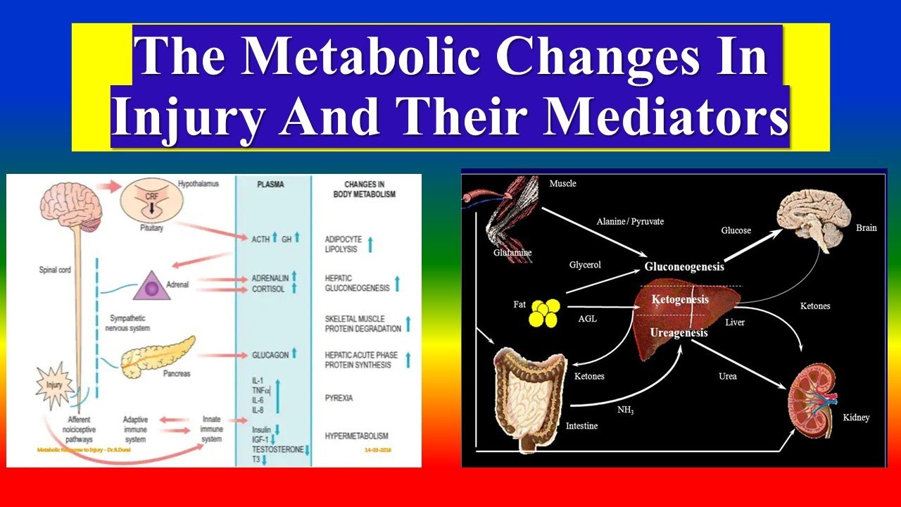 The Metabolic Changes In Injury And Their Mediators - YouTube