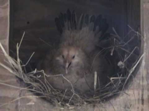 screaming chicken - YouTube