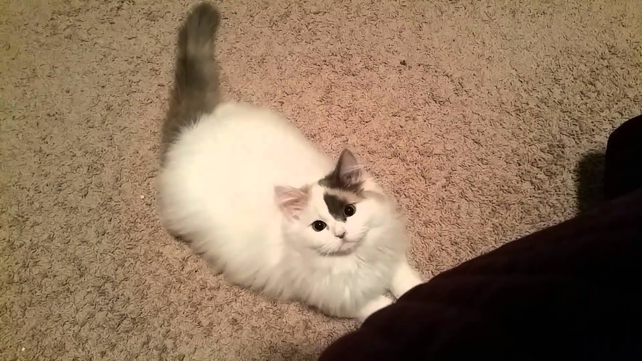 Matilda Calico Ragdoll Pounce - YouTube