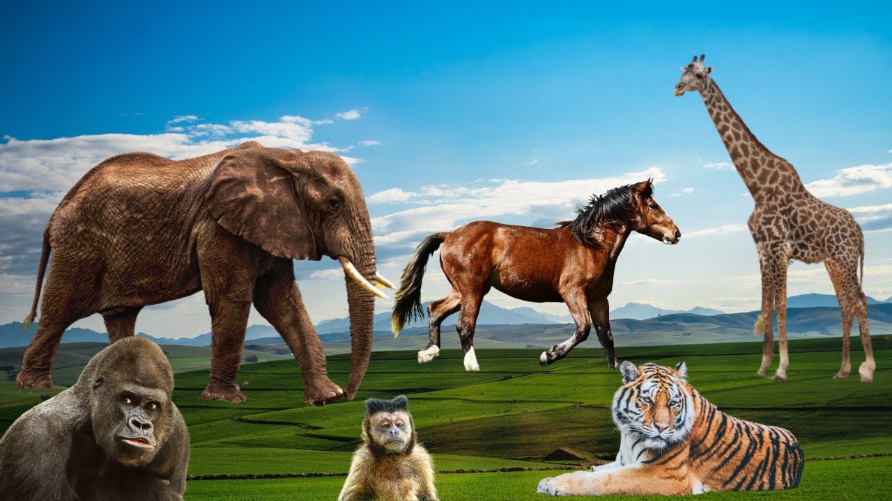 Animais da selva- Sons dos animais da selva - YouTube