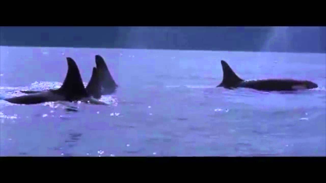 Killer Whale Communication - YouTube