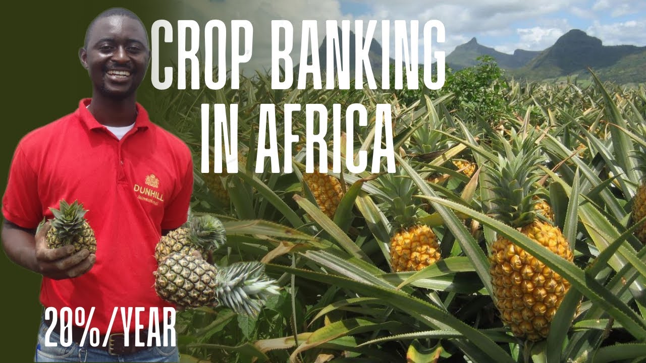 Make Money By Investing in a Diversified Crop Bank in Guinea | La Cite ...