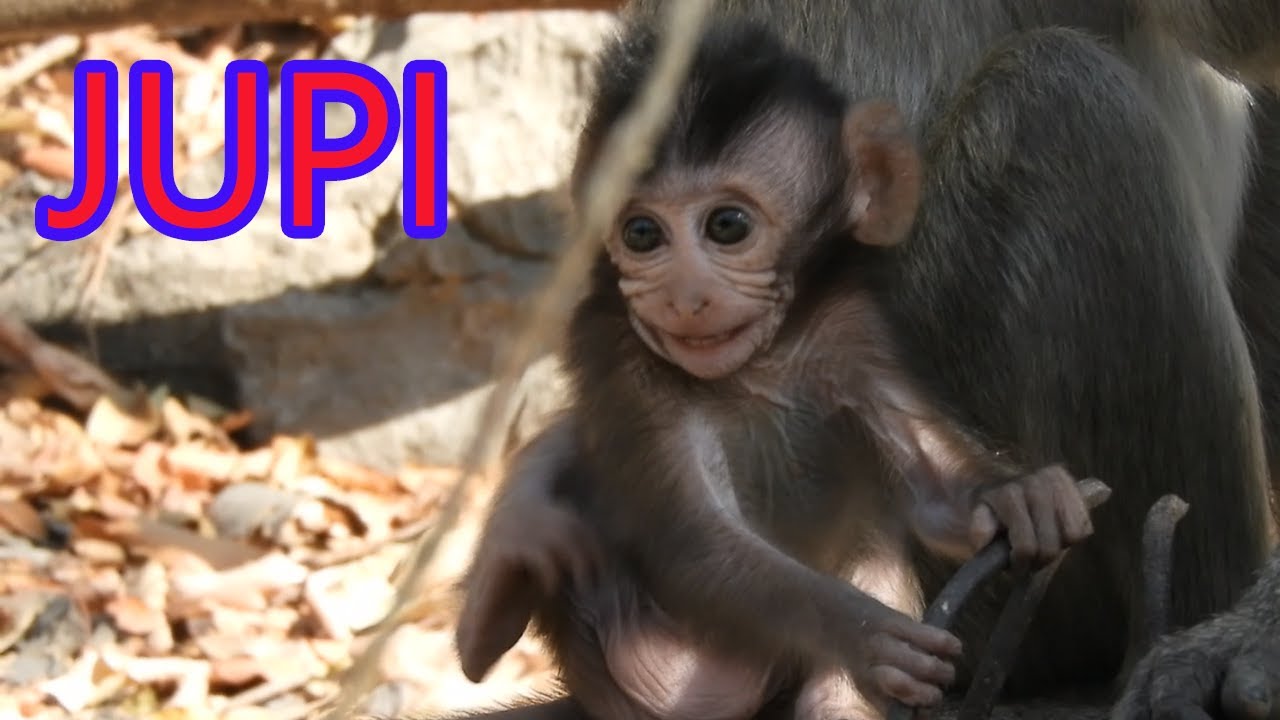 Wow Cute baby smile so cute | Amazing Jupi smile with beautiful life ...