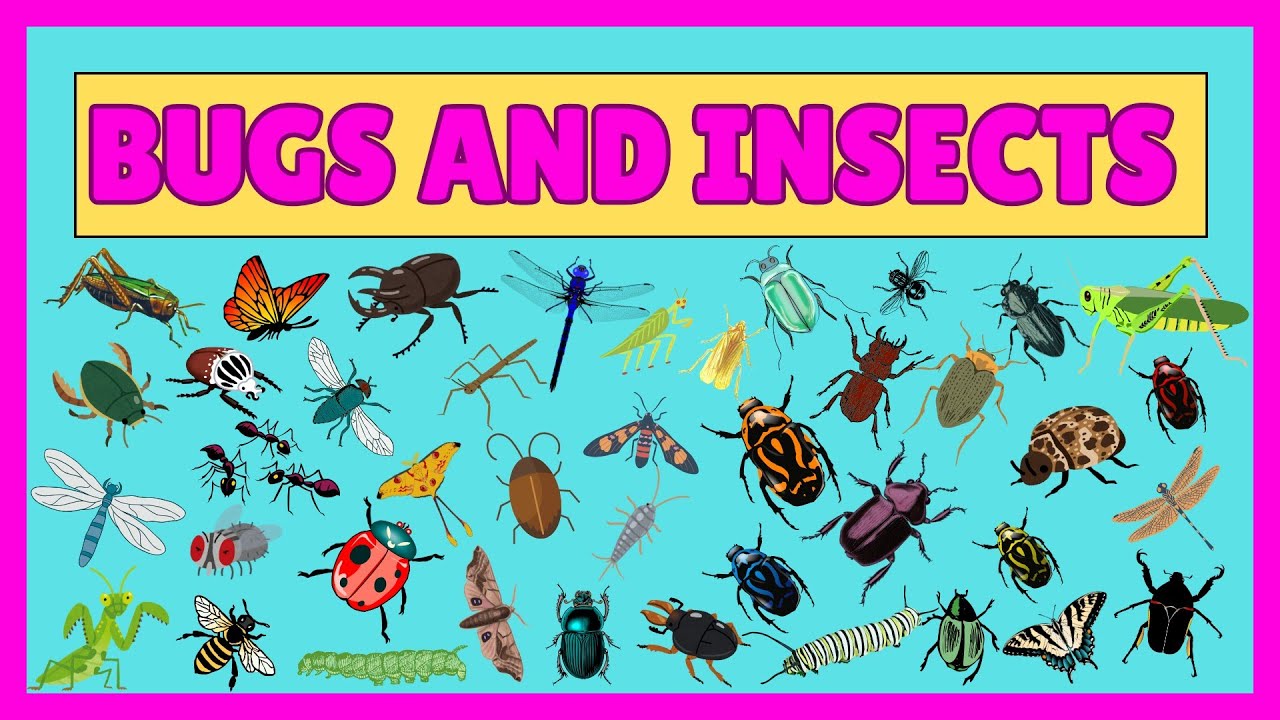 Bugs and insects vocabulary || Learn Different kinds of bugs and ...
