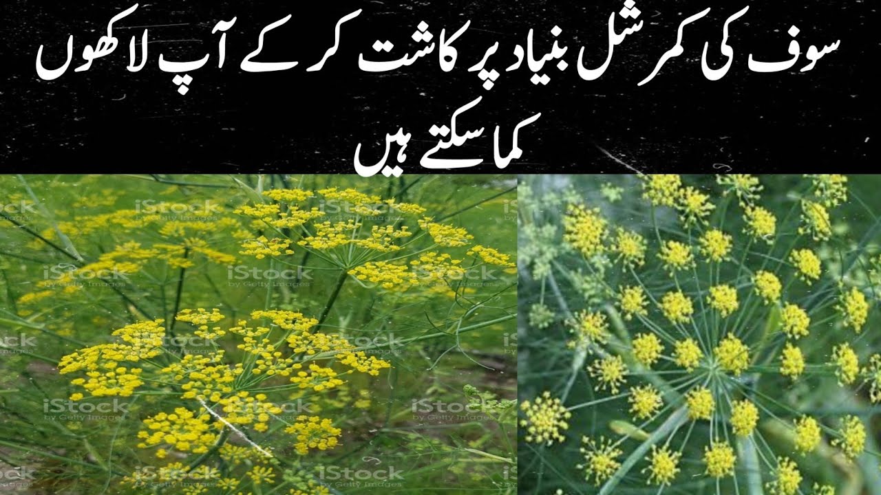 Complete Process and Method of Funnel Seed Farming | Saunf Ki Kasht ...