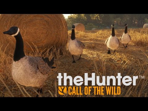 Goose Hunting Tutorial (theHunter: Call of the Wild) - YouTube