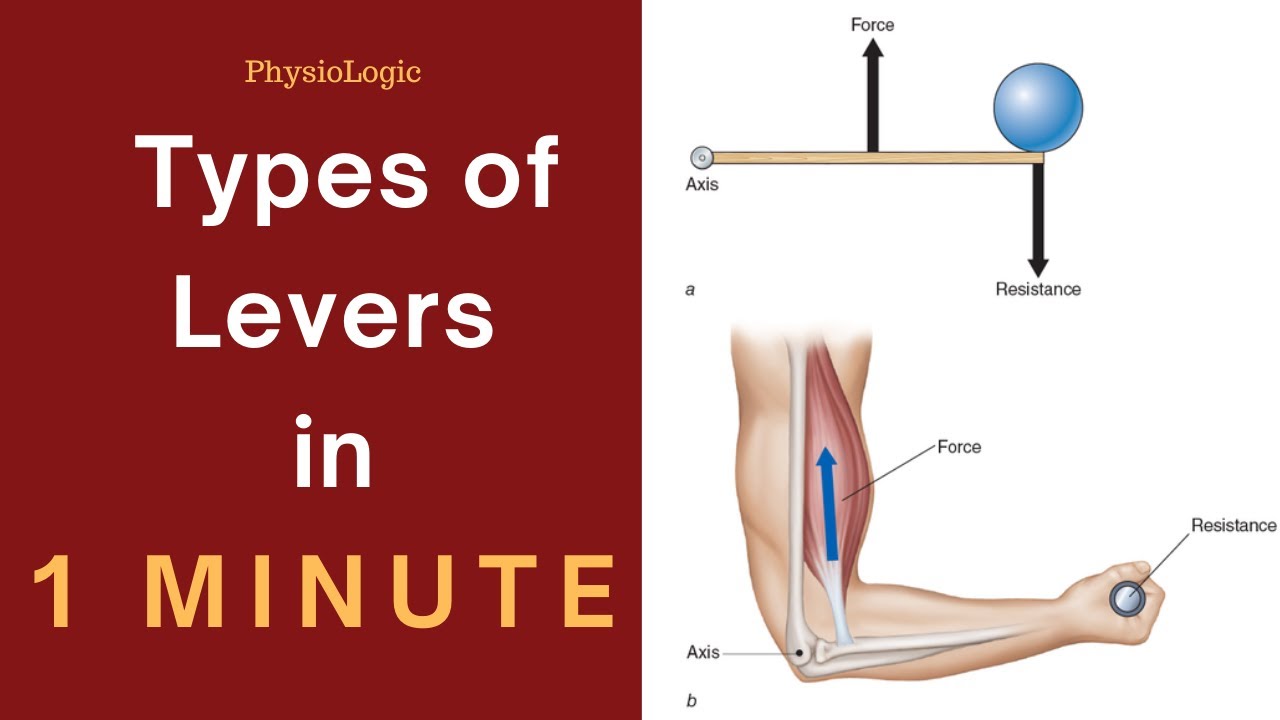 Types of Levers in 1 minute | 1st order | 2nd order | 3rd order - YouTube