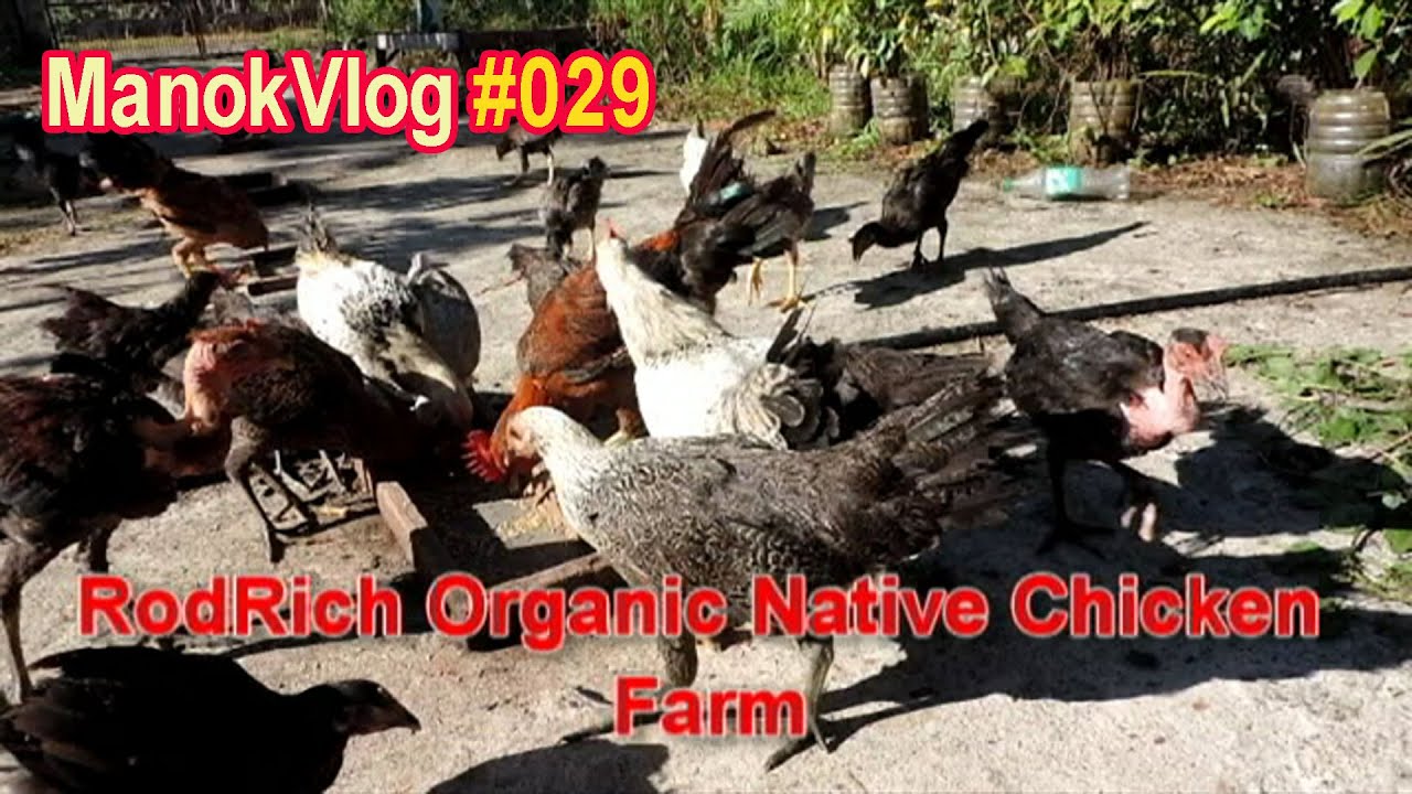 Organic Native Chicken in the Philippines. Short - YouTube
