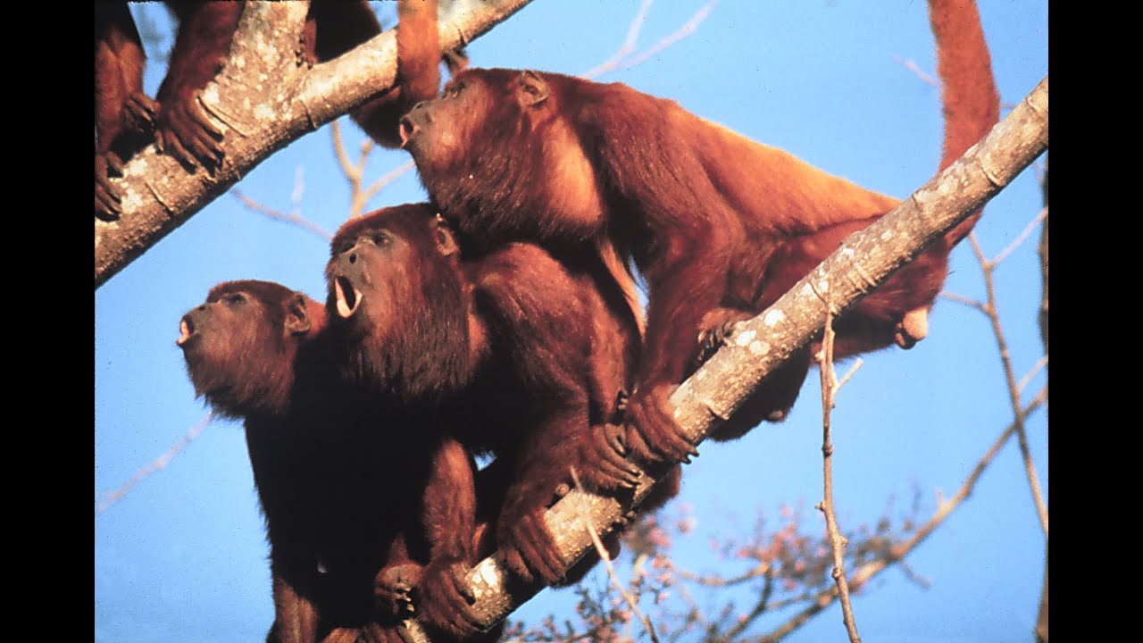 Chimpanzee Reproductive Organs