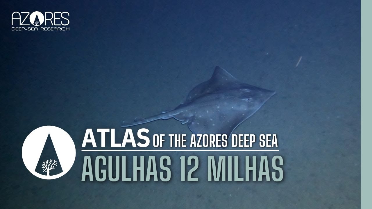 Agulhas 12 Milhas seamount | ATLAS of the Azores deep sea - YouTube
