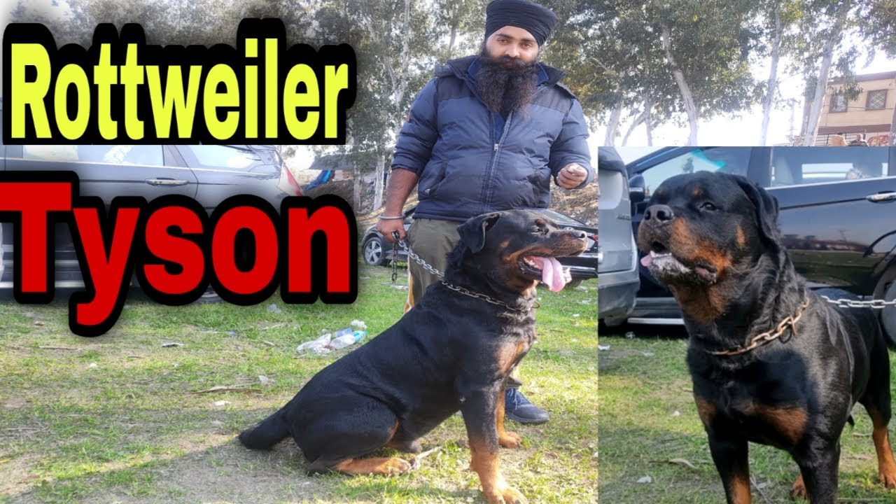 Rottweiler : Tyson || Top and Heavy Dog || Rottweiler Breed || Winner ...