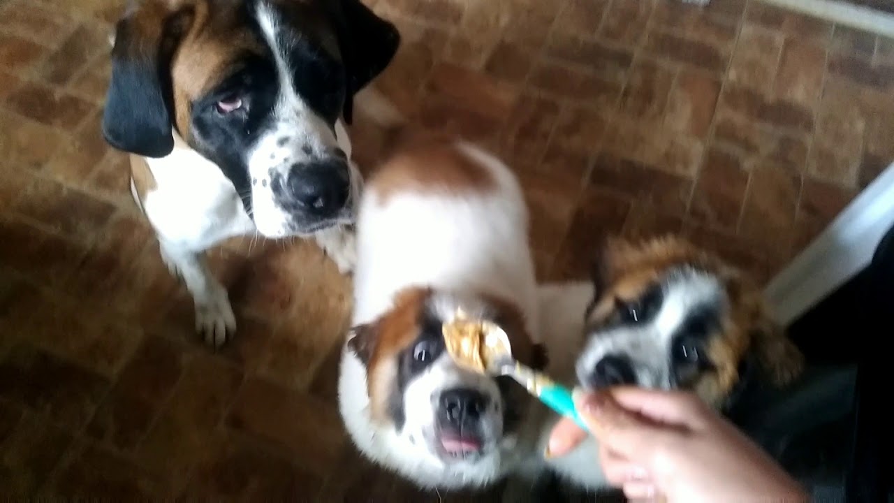 3 Saint Bernards Eating PB - YouTube