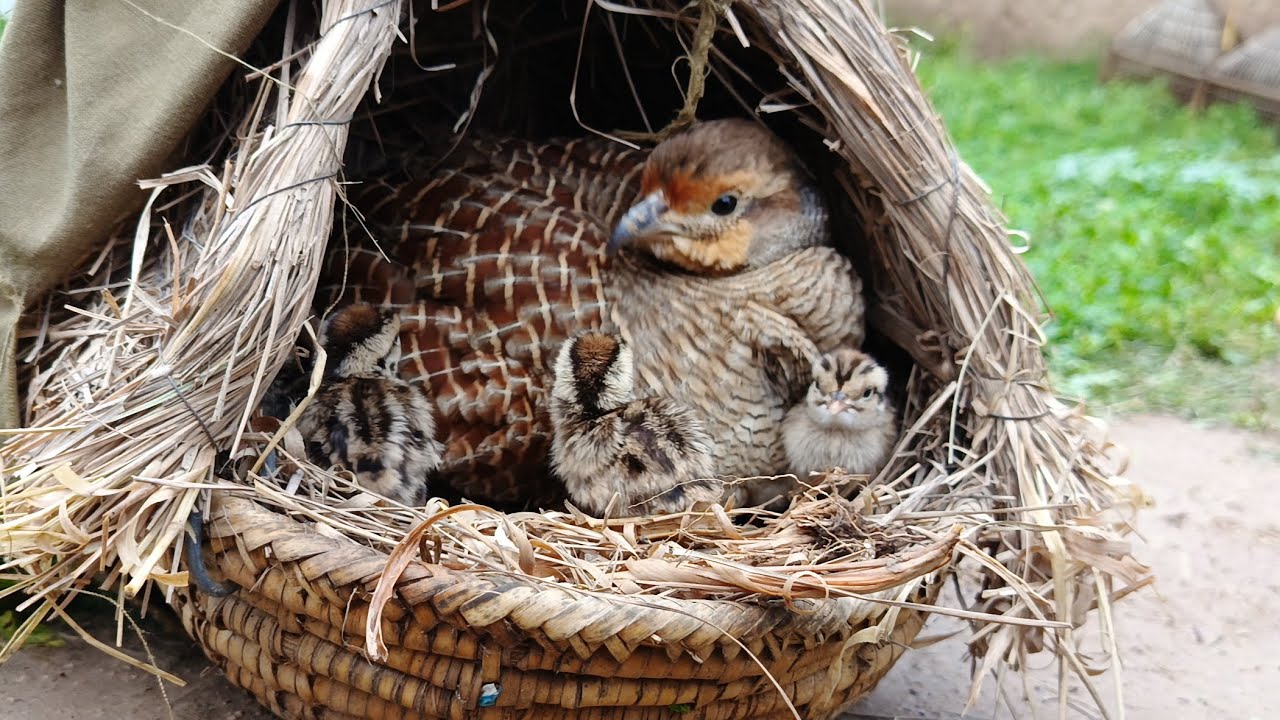 New born teetar baby | Partridge baby - YouTube