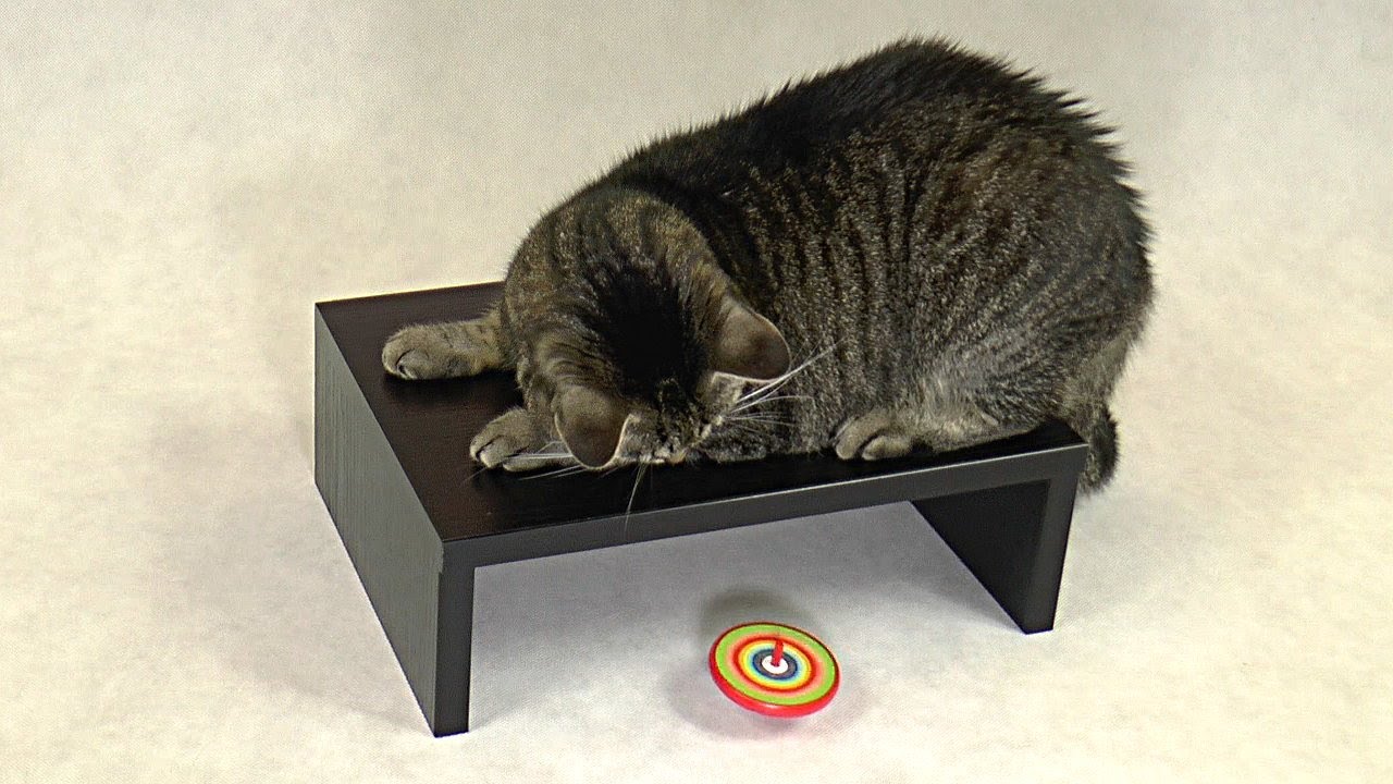 Cat Almighty: Amazing Spinning Top Play - YouTube