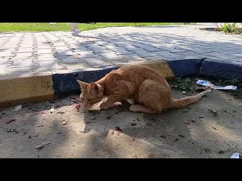 Ginger Street 🐈 Cat plays with butterfly & wants to play with human/Mountain village Houston UK USA