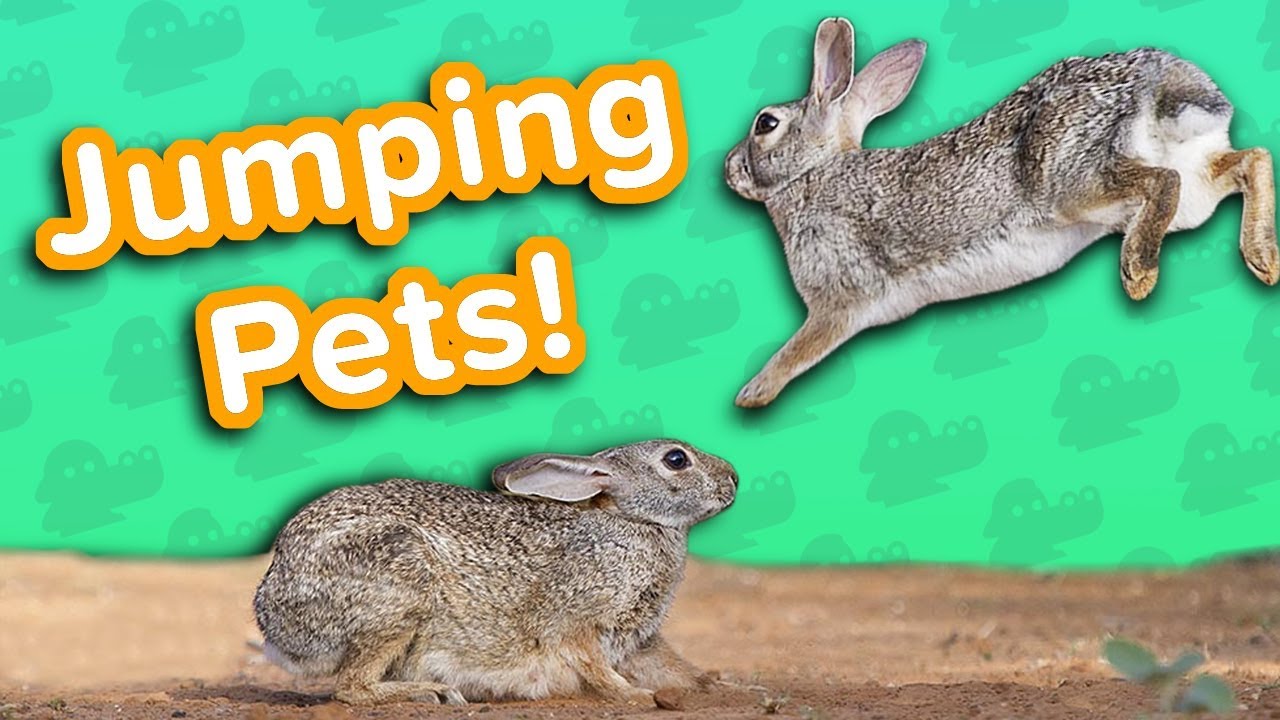 Jumpy Pets! // Funny Animal Compilation - YouTube