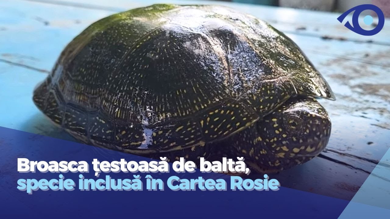 Broasca țestoasă de baltă, specie inclusă în Cartea Rosie - YouTube