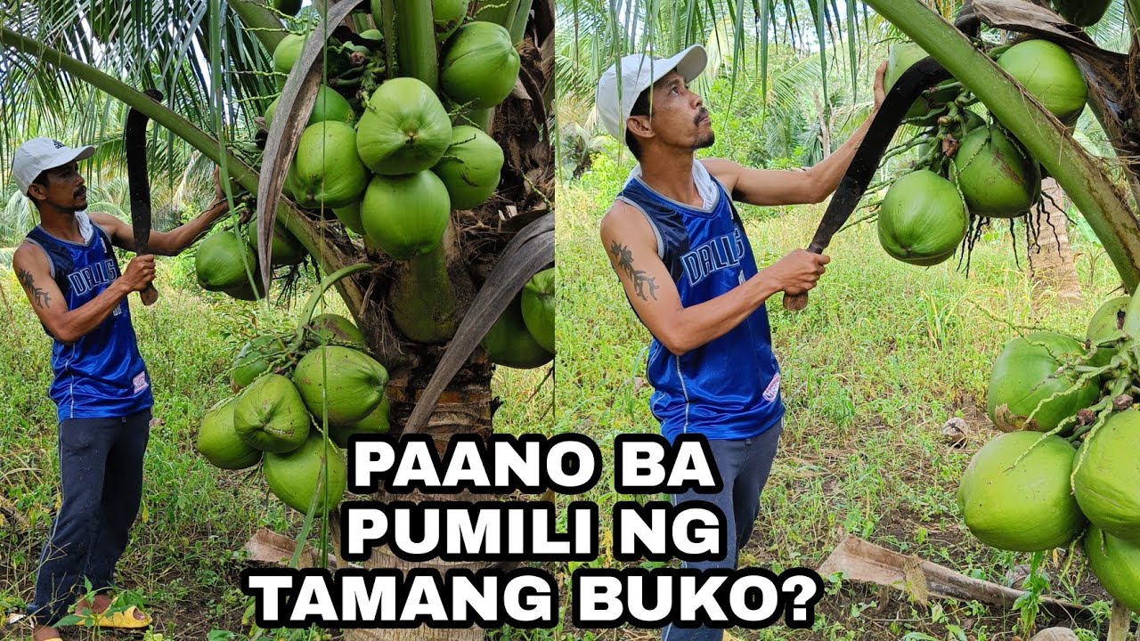 PAANO MALALAMAN ANG TAMANG BUKO? - YouTube