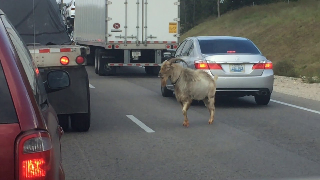 Houdini I 65 goat - YouTube