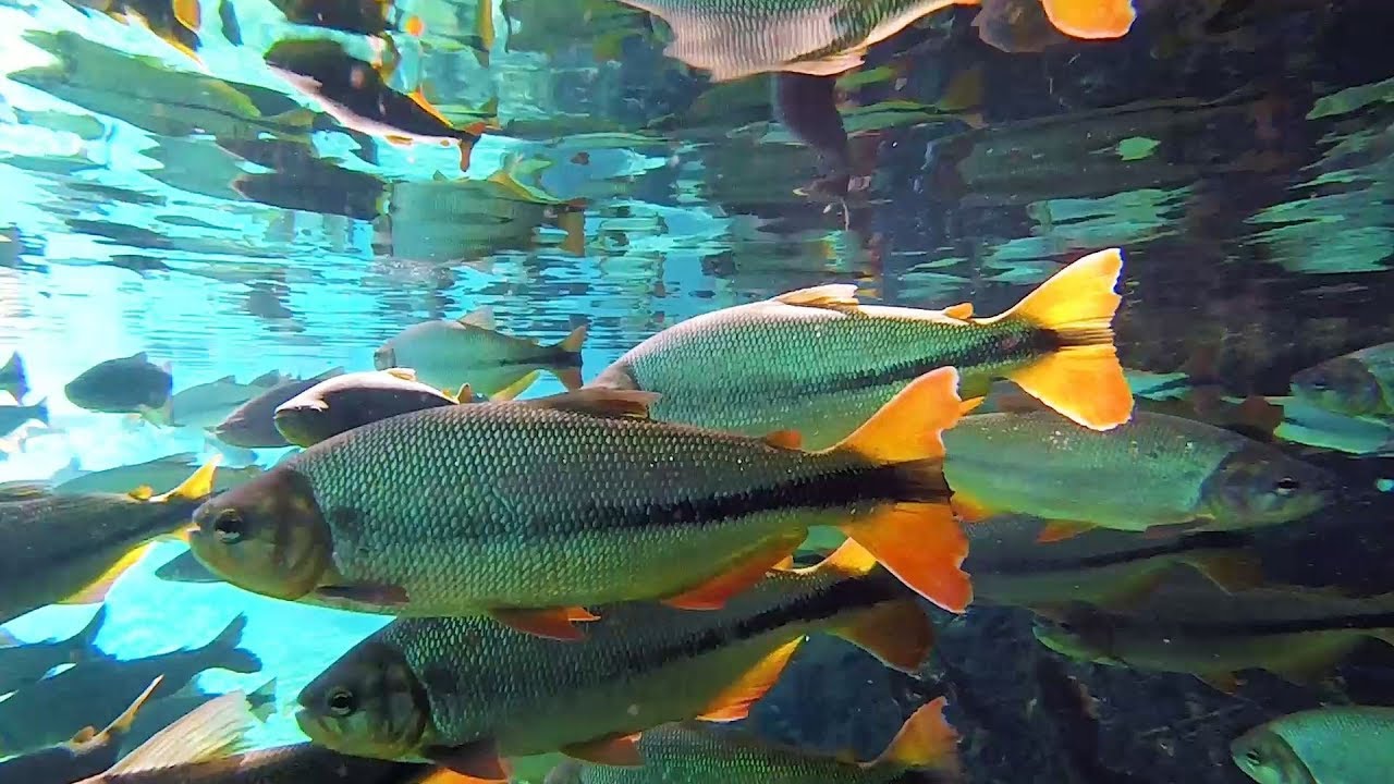 Brycon hilarii, Brycon microlepis: Piraputanga, School of freshwater ...