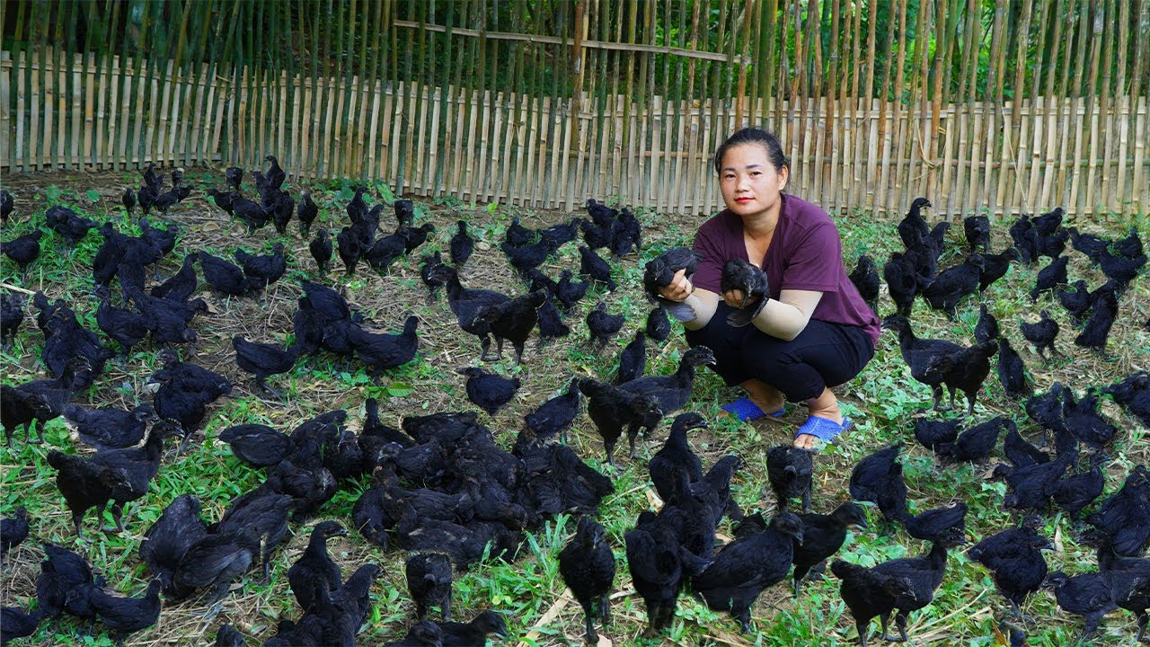 How To Build A Simple Bamboo Chicken Coop, Taking Care Of Farm Animals ...