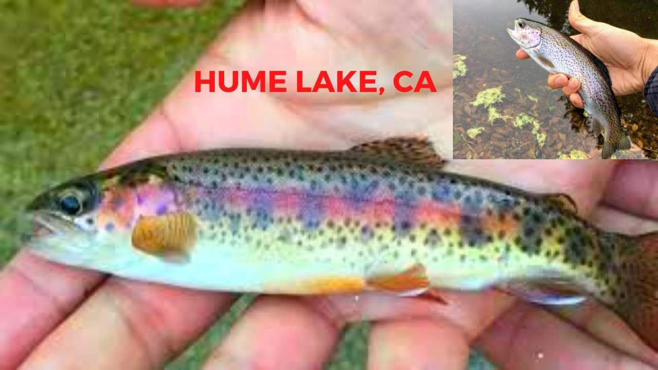 Hume Lake Trout Fishing - YouTube