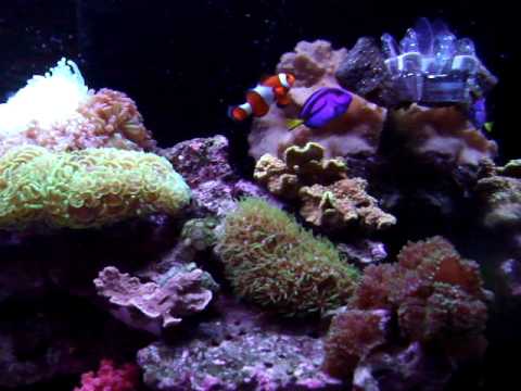 Red Sea Max 130D - YouTube