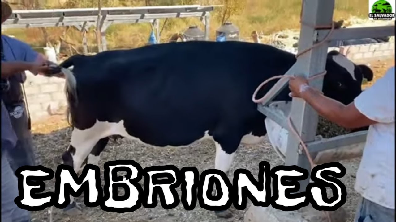 Buscando Embriones Preñez de Vacas-El Salvador en el Campo - YouTube