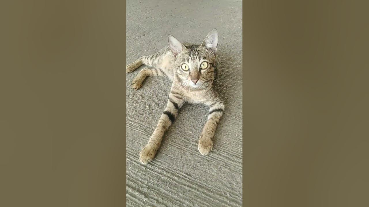 Cute Cat Big Eyessatisfyingshortsviral Youtube