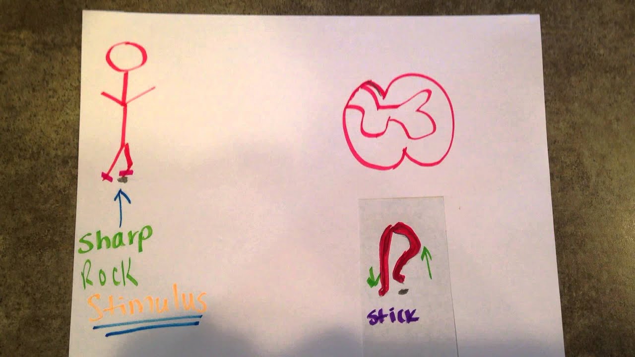 Crossed extension reflex - YouTube