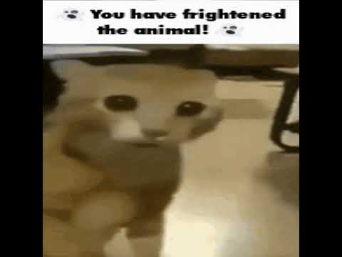 you have frightened the animal - YouTube