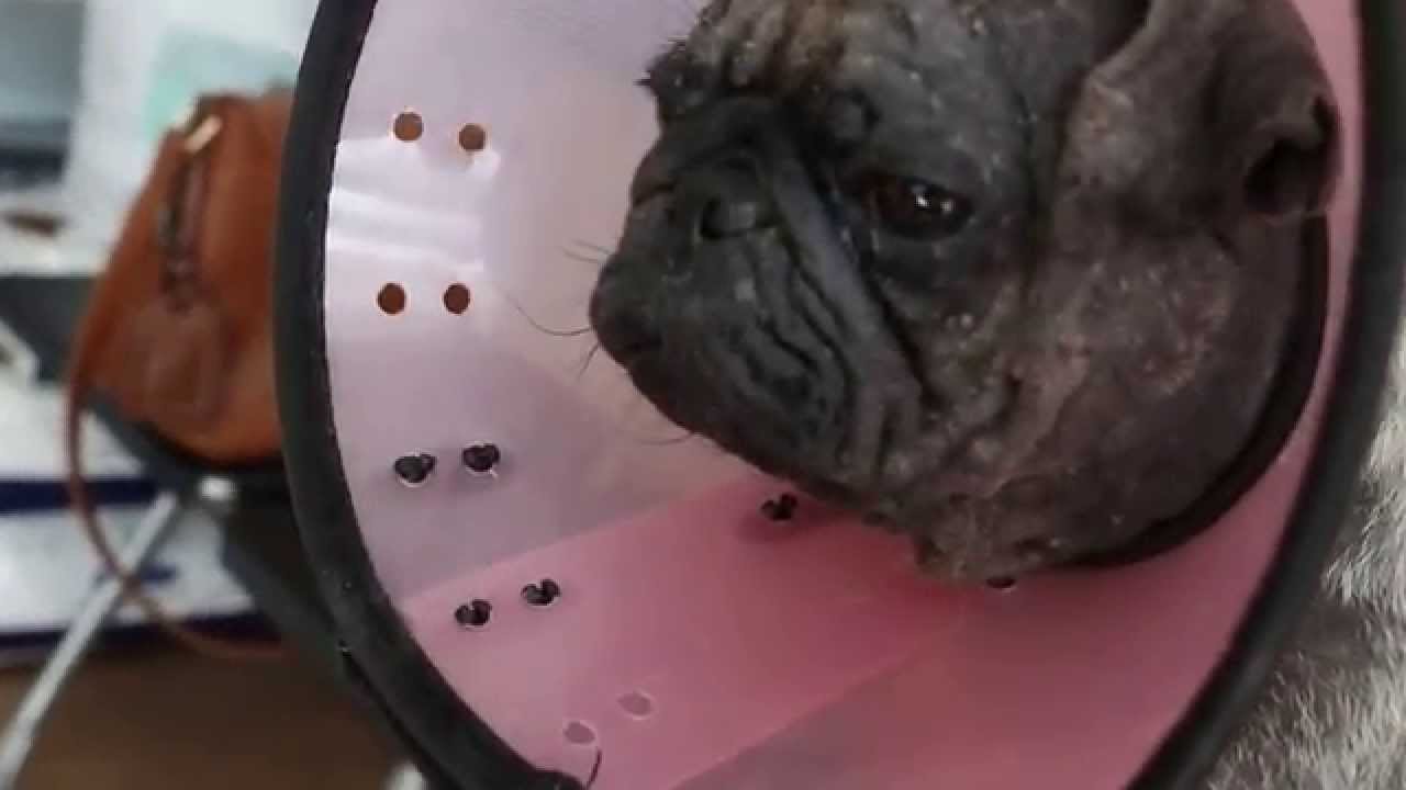 A 16-month-old pug has itchy face, ears and paws - YouTube