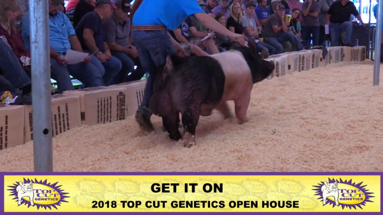 Top Cut Genetics | Get it On Exotic Boar | 2018 - YouTube
