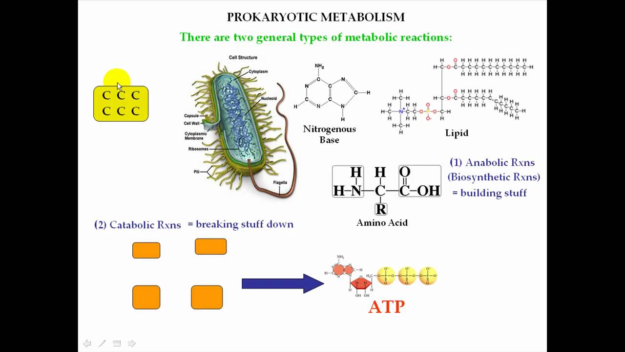 Prokaryotic Metabolism Warmup Info Part 1 - YouTube