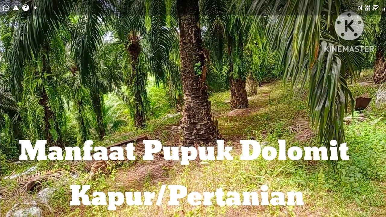 Review Manfaat Pupuk Dolomit / Kapur Pertanian - YouTube