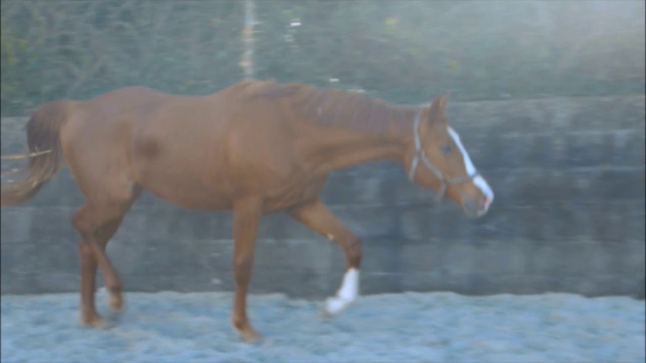 [VENDUE] A vendre Queentia (Quaterback x Sir ) - YouTube