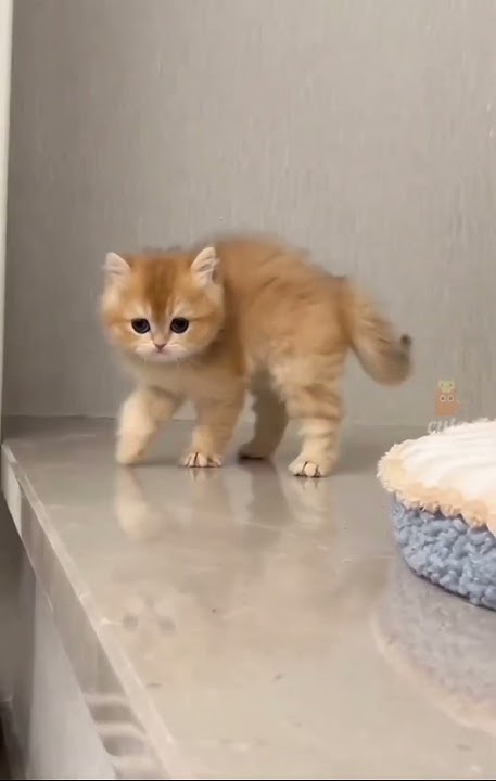 Cute Cats Compilation Youtube