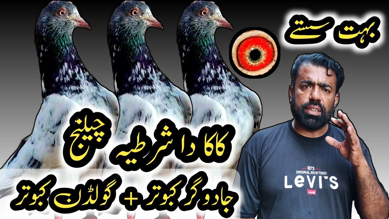 Golden Kabootar 💯 || 10 Number Kabootar || Jadoogar Kabootar || 1700 Ka ...