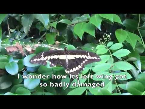 Butterfly Host Plants: Citrus & Giant Swallowtails--SoCalNPG--Ep. 11 ...