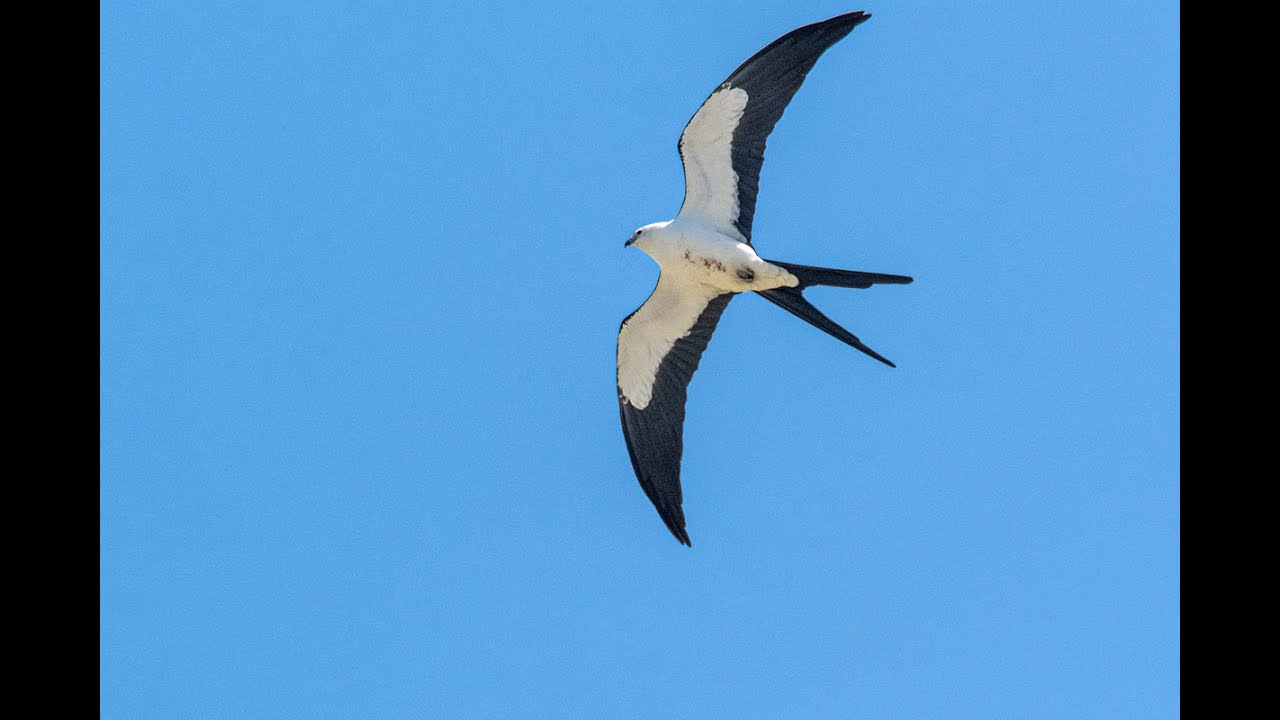 Life of Swallow-tailed Kite #animal #birds #gockhuat - YouTube