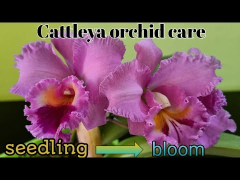 Cattleya orchid complete care/ cattleya seedling to mature plant/ sun ...