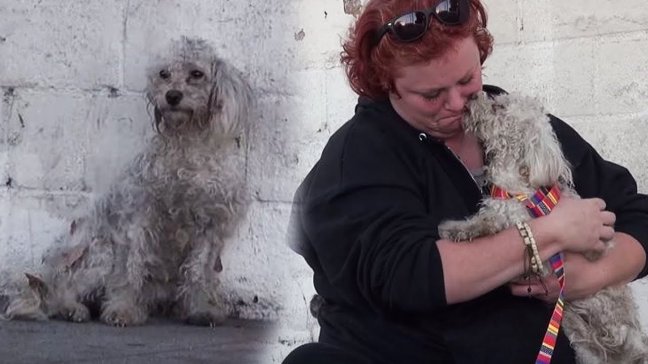 Sweet Homeless Poodle Brings Her Rescuers To Tears When She Realized ...