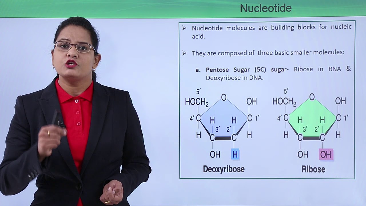 Class10th – Introduction | Biomolecules - Nucleic Acid | Tutorials ...
