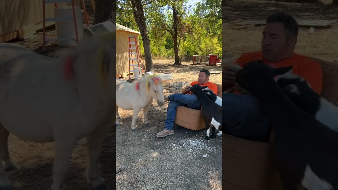 Eating Lunch With The Goats And Pony Cutie Pie!! - YouTube