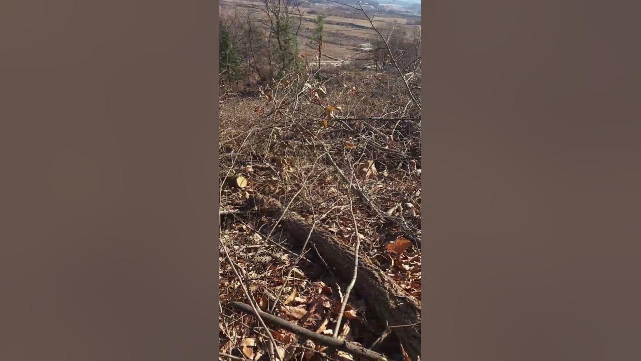 벌목 현장의 첫걸음마 잣대질the first step in the logging scene - YouTube